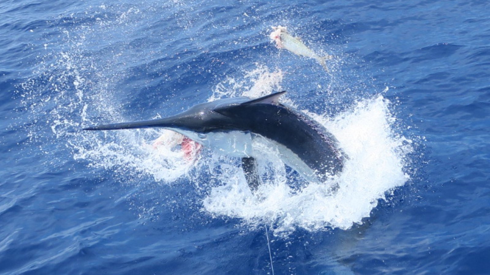 GranderWatch – Largest & Only Collection of Grander Billfish in the World